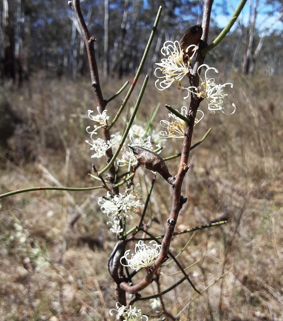 Small-fruit Hakea from Gardens of Stone SCA, Cullen Bullen NSW 2790 ...