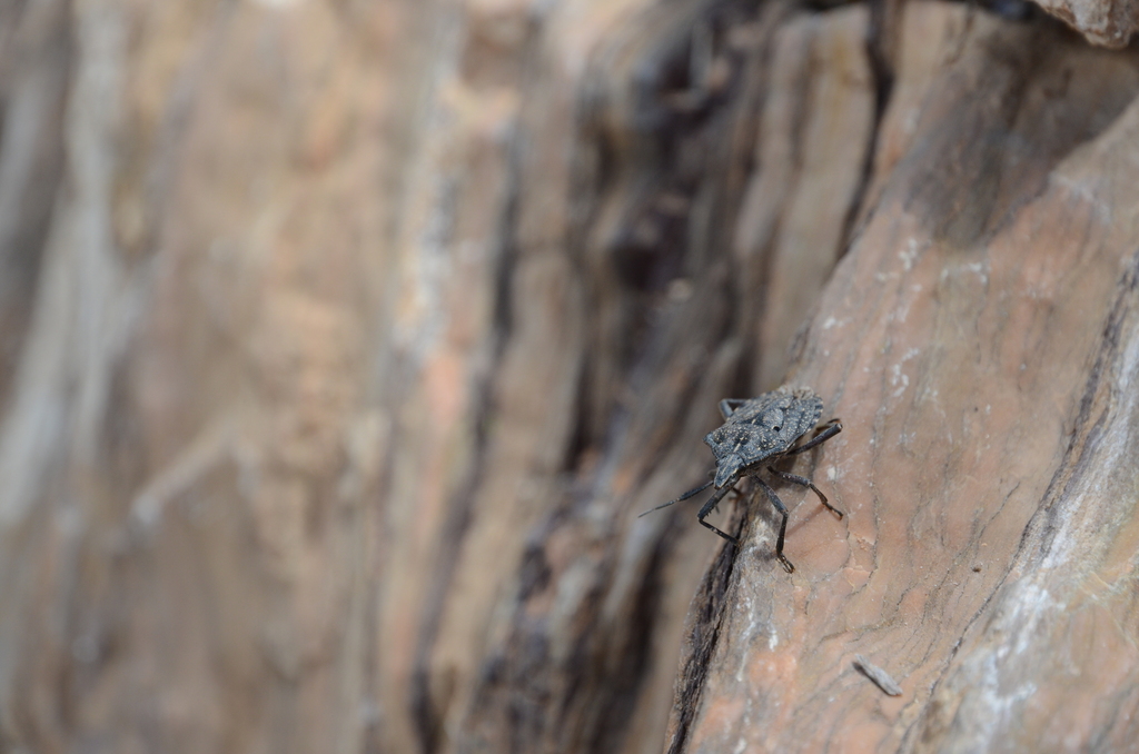 Pseudatelus from Hardap Region, Namibie on March 17, 2017 at 03:08 PM ...