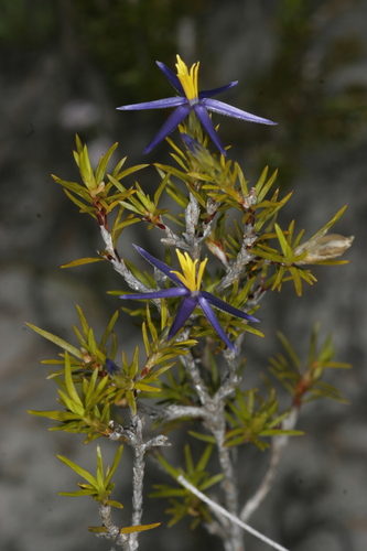 Calectasia keigheryi · iNaturalist