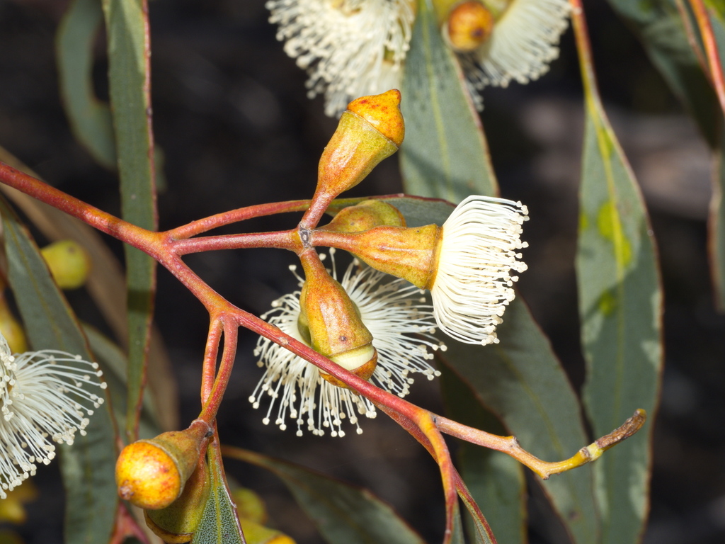 Ridge-fruited mallee from Rainbow VIC 3424, Australia on October 18 ...