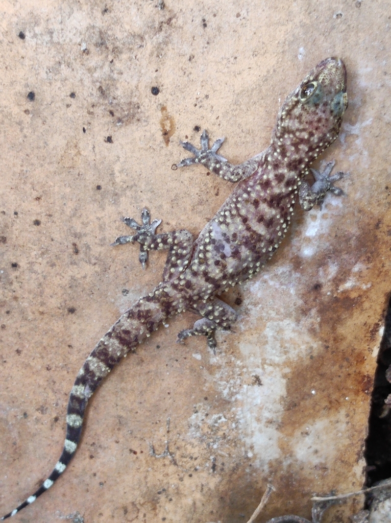 Mediterranean House Gecko from 89034 Bovalino RC, Italia on October 31 ...