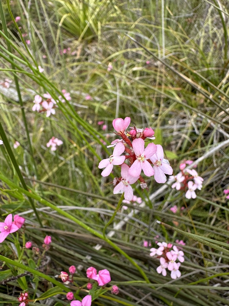 (Stylidium hesperium) - Botanical Realm