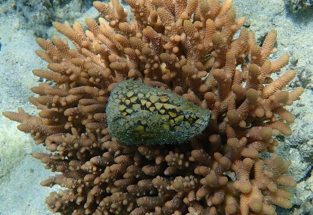 Marble Cone from Lizard Island on October 26, 2023 at 09:41 AM by Leona ...