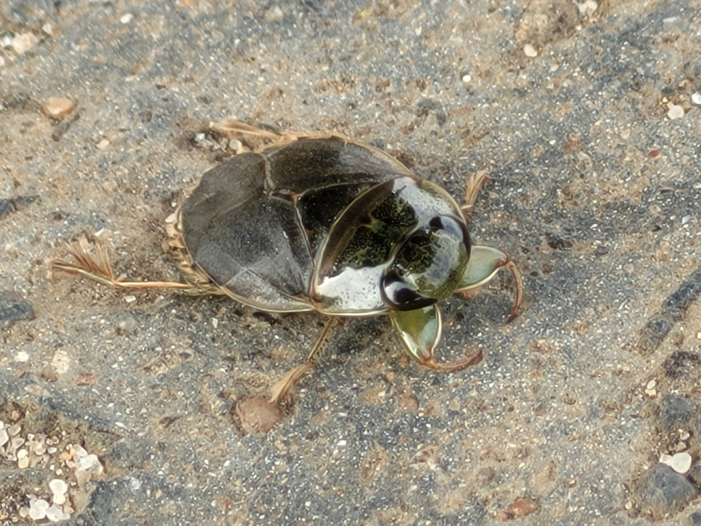 saucer bug from PKP Falenica 01, 04-969 Warszawa, Polska on April 13 ...