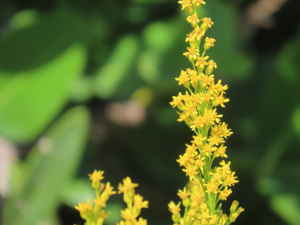 Southern Seaside Goldenrod from Ding Darling Wildlife Refuge, Wildlife ...
