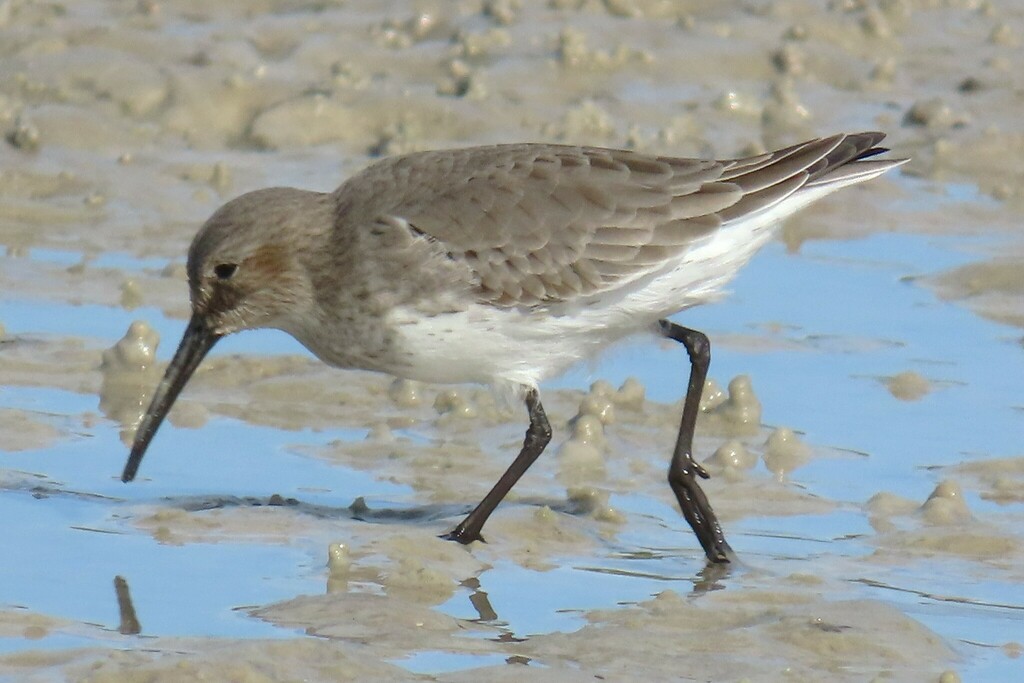 Dunlin from Bunche Beach, Florida 33908, USA on October 30, 2022 at 10: ...