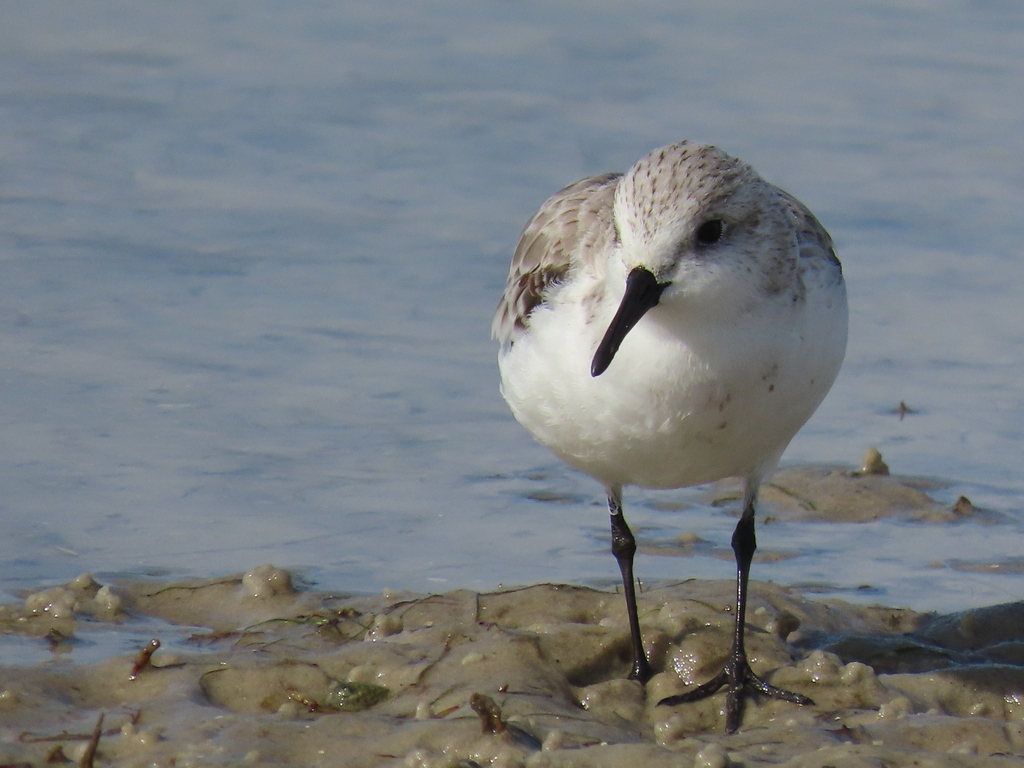 Sanderling from Bunche Beach, Florida 33908, USA on October 30, 2022 at ...