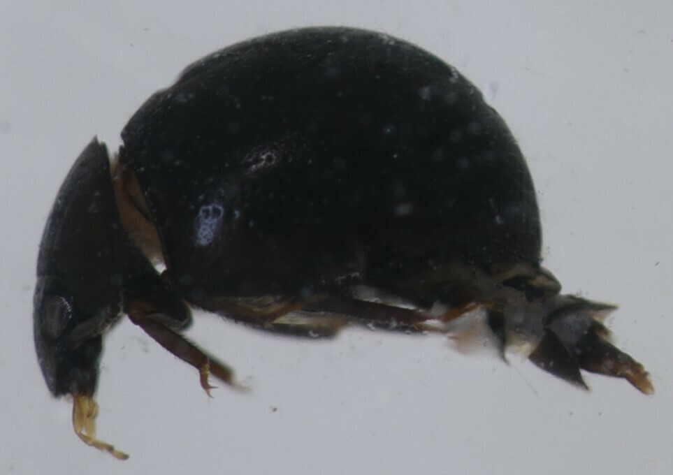 Amphiops from Blantyre, Malawi on September 17, 2023 at 11:47 AM by Rob ...