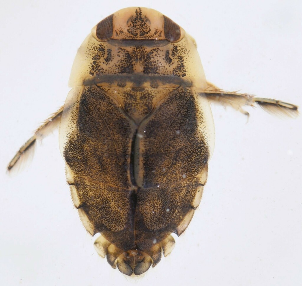 Flat Saucer Bugs from Blantyre, Malawi on September 17, 2023 at 11:54 ...