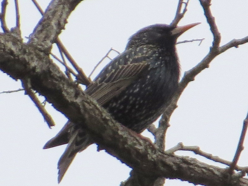 European Starling from Armstrong County, PA, USA on March 21, 2019 at ...