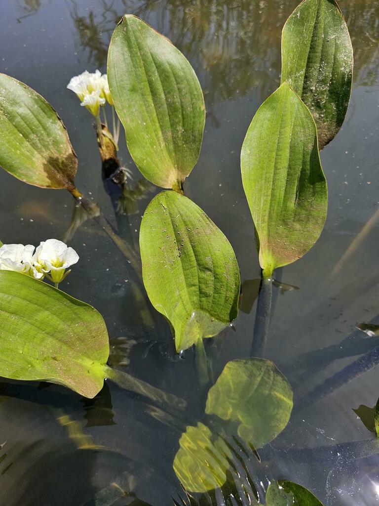 Ottelia fischeri in September 2023 by Rob Palmer · iNaturalist