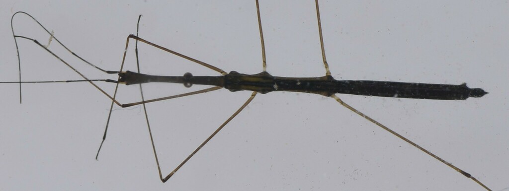 Hydrometra in September 2023 by Rob Palmer · iNaturalist