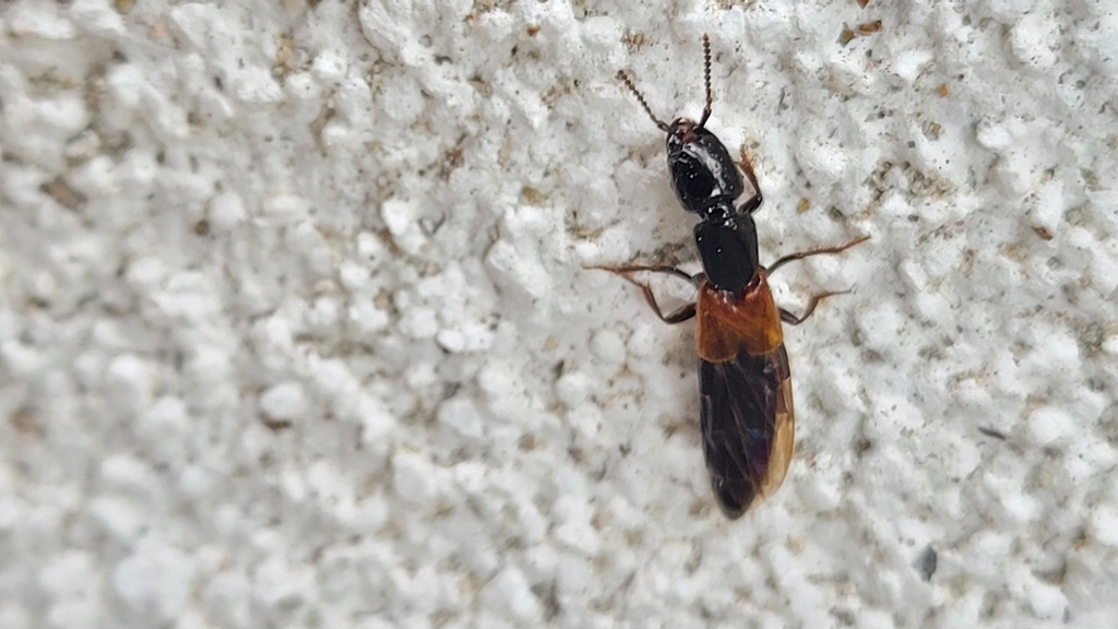 Megalinus glabratus in October 2023 by Juan José de Haro · iNaturalist