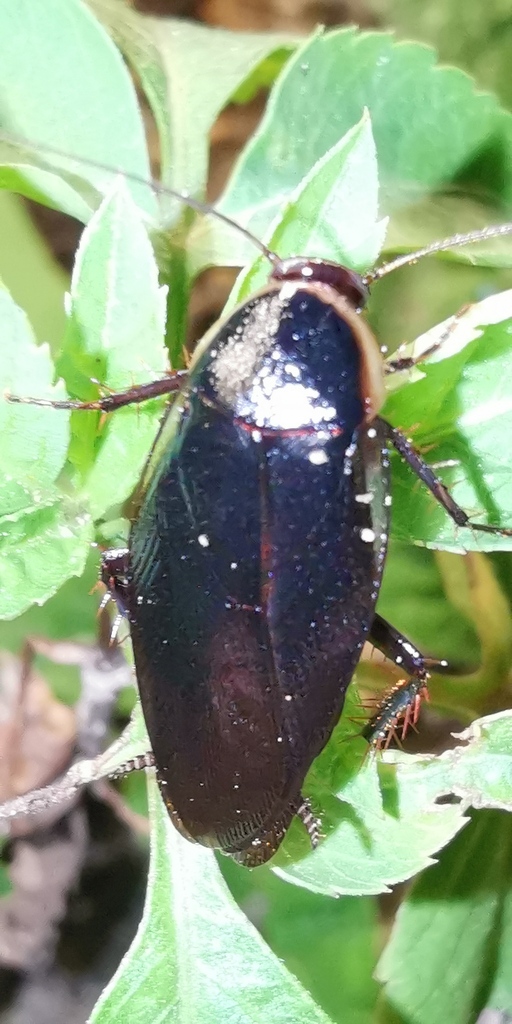 Giant and Wood Cockroaches from 中国广东省广州市从化区 on July 27, 2021 at 07:54 ...