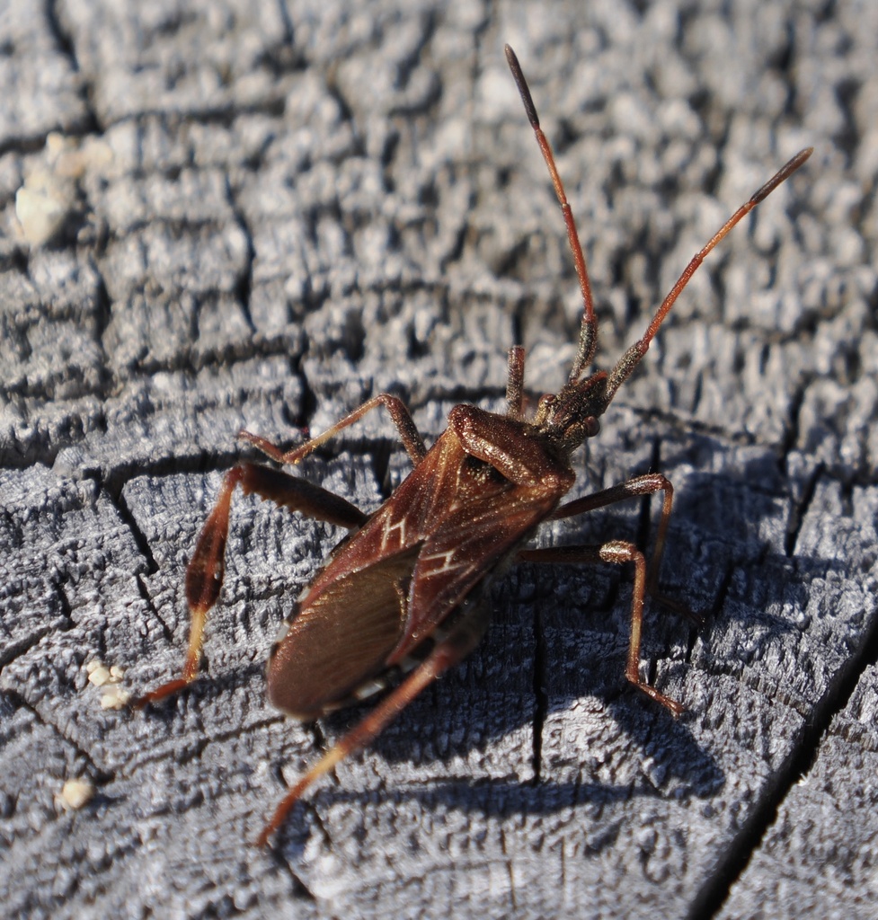 Western Conifer Seed Bug from Kenrokuen, Kanazawa, Ishikawa, JP on ...
