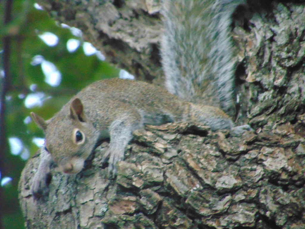 Allen's Squirrel from El Faisán, 67302 Santiago, N.L., México on ...