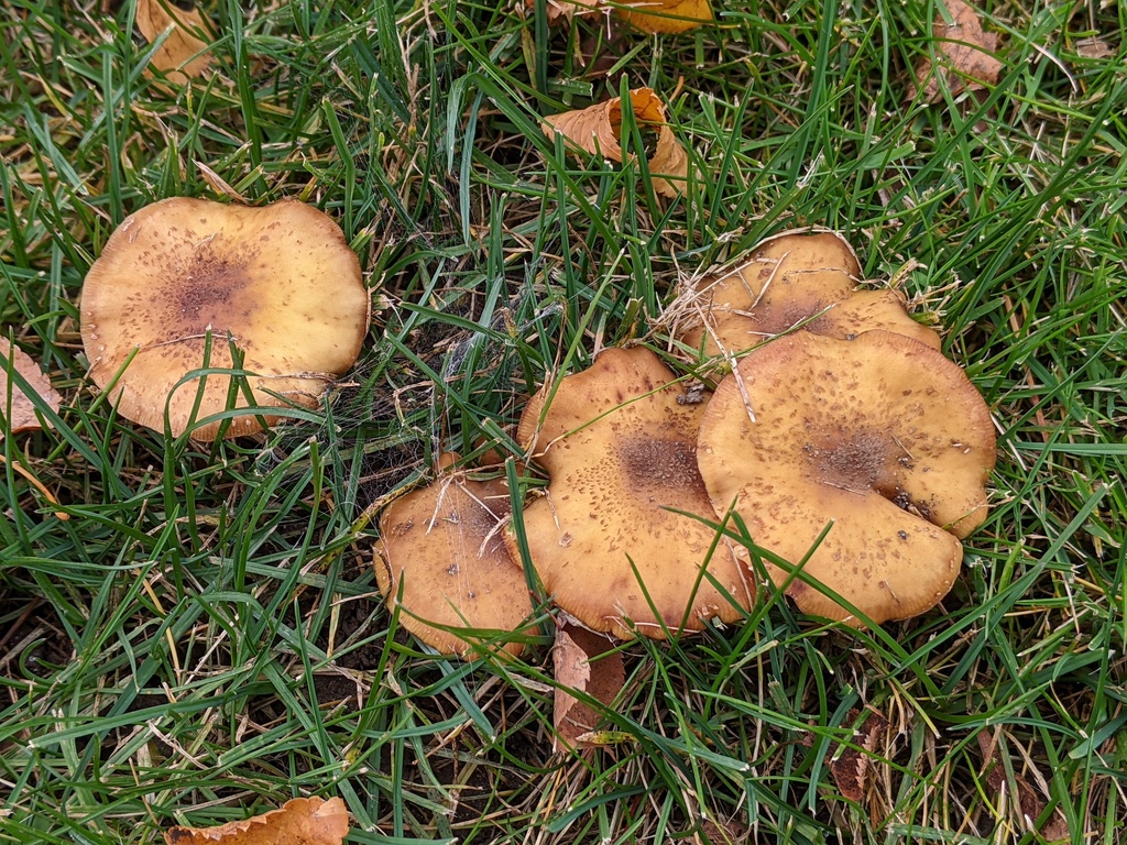 Bulbous Honey Fungus from Oakland County, Michigan on October 29, 2023 ...