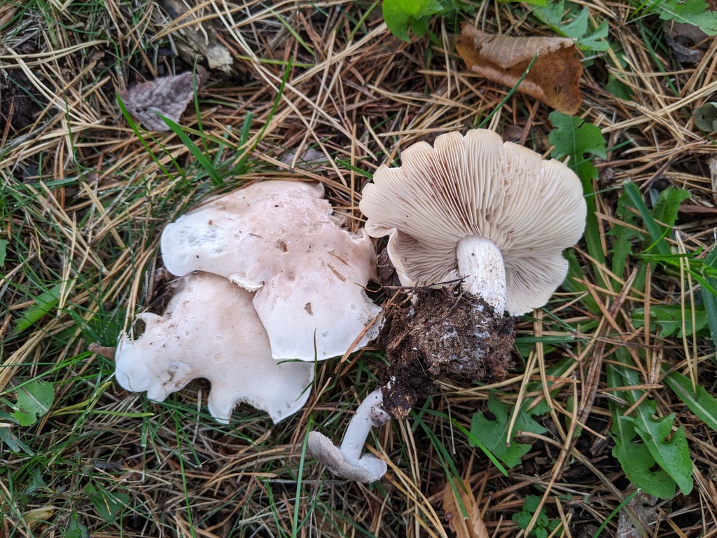Flowery Blewit from Oakland County, Michigan on October 30, 2023 at 02: ...
