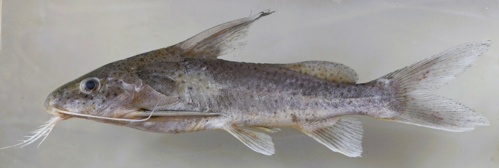 brown squeaker in September 2023 by Rob Palmer · iNaturalist