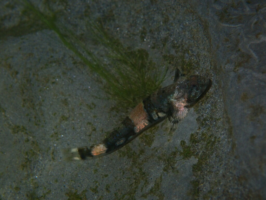 Taiwanese Dwarf Dragon Goby in October 2023 by Whispers of Aqua ...