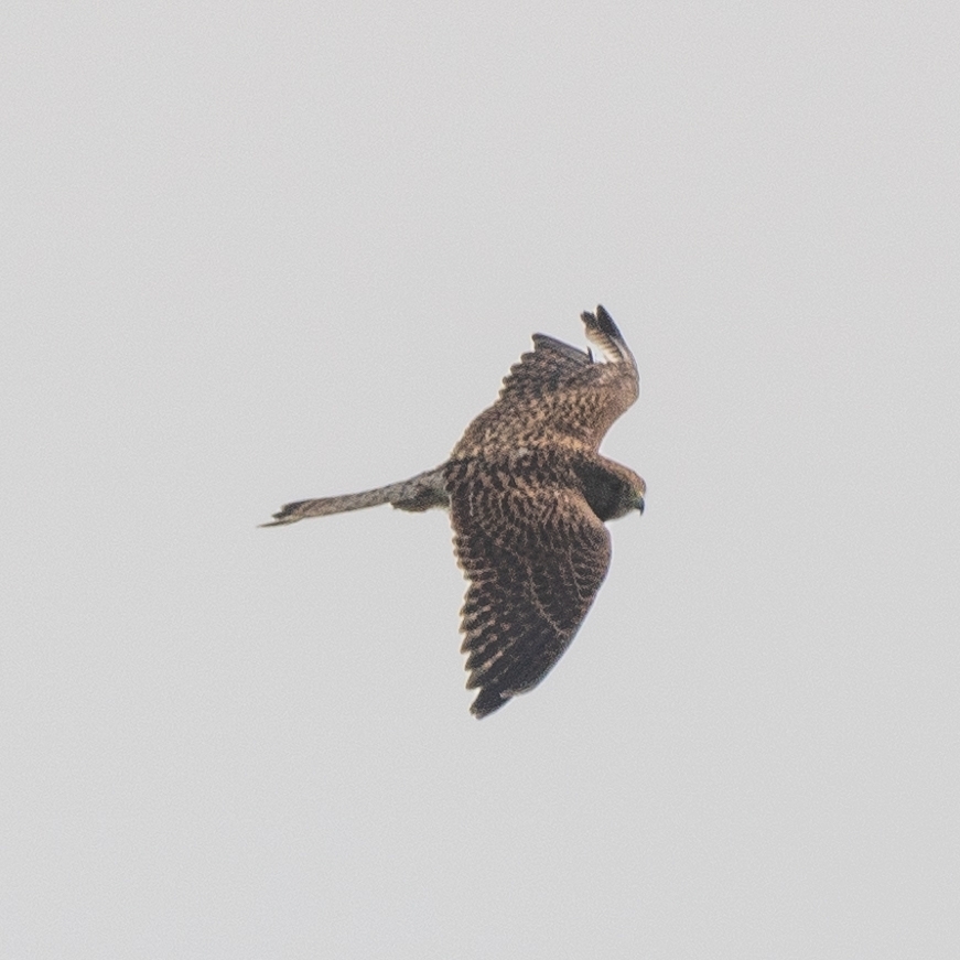 Spotted Kestrel from Pagerwangi, Lembang, West Bandung Regency, West Java, Indonesia on October ...