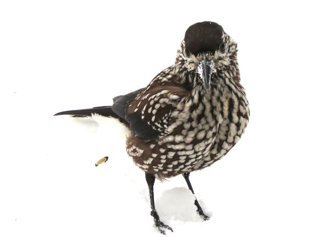 Northern Nutcracker from Нижний Тагил, Свердловская обл., Россия on ...