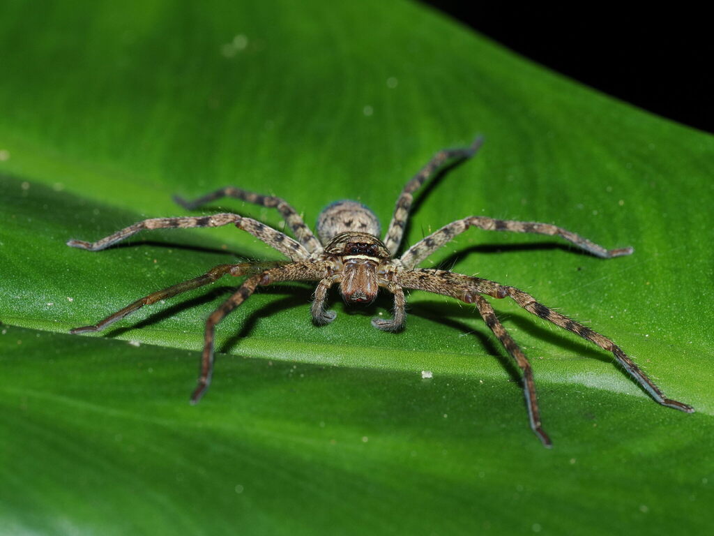 Pantropical Huntsman Spider from Tai Po Kau, Hong Kong on October 14 ...