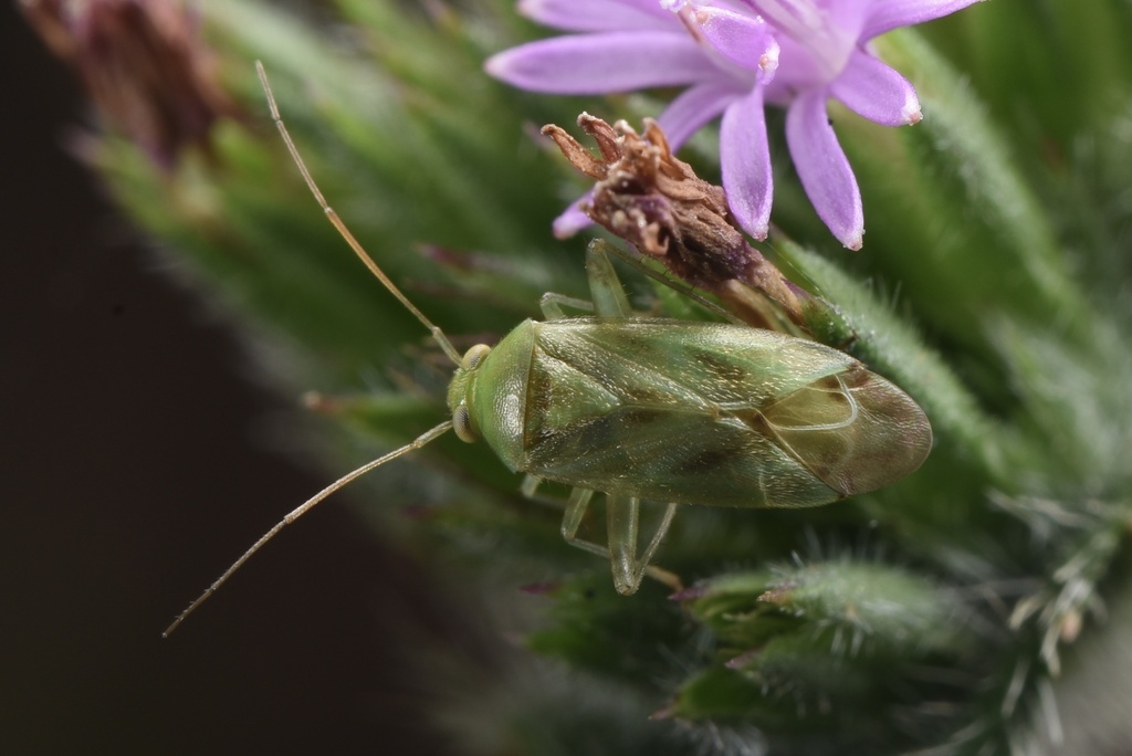 Broken-backed Bug in October 2023 by 桃子 · iNaturalist