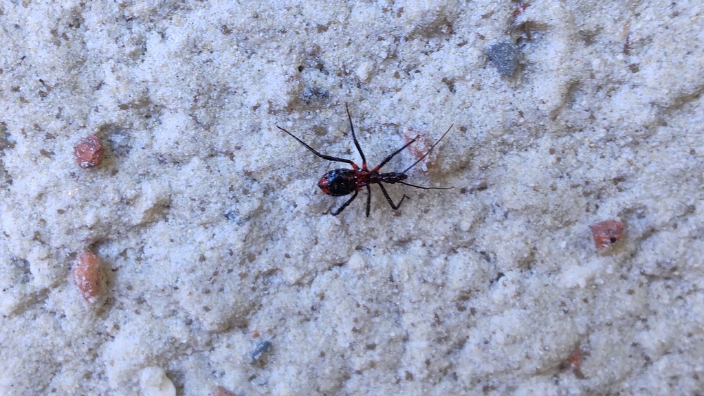 Japanese Assassin Bug from 日本、京都府 on October 23, 2023 at 12:40 PM by ...