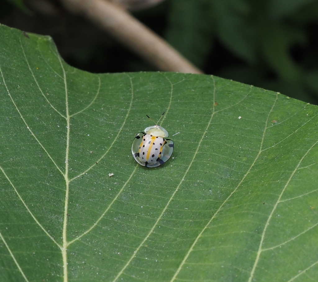 Asian Spotted Tortoise Beetle from 630台灣雲林縣斗南鎮 on October 31, 2023 at ...