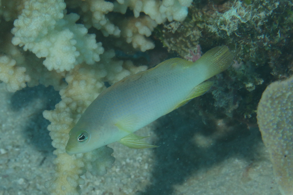 Dusky dottyback from Cook, QLD, Australia on October 19, 2023 at 10:42 ...