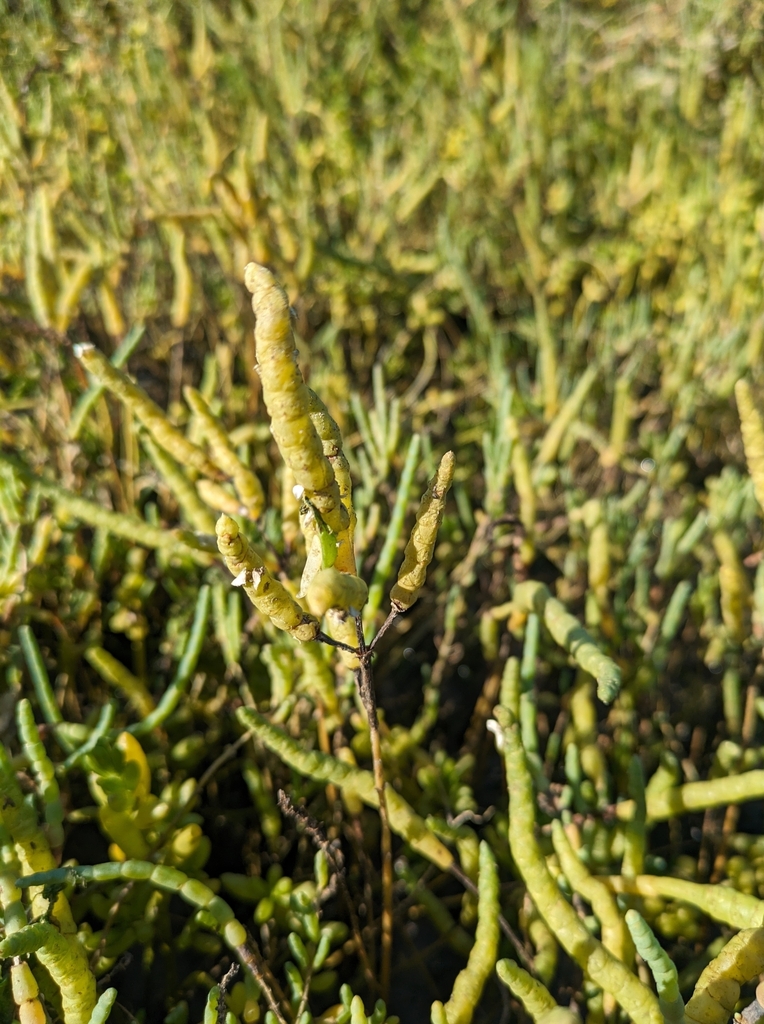 Dwarf Glasswort from GVVG+34 Border Field State Park Beach, Imperial ...