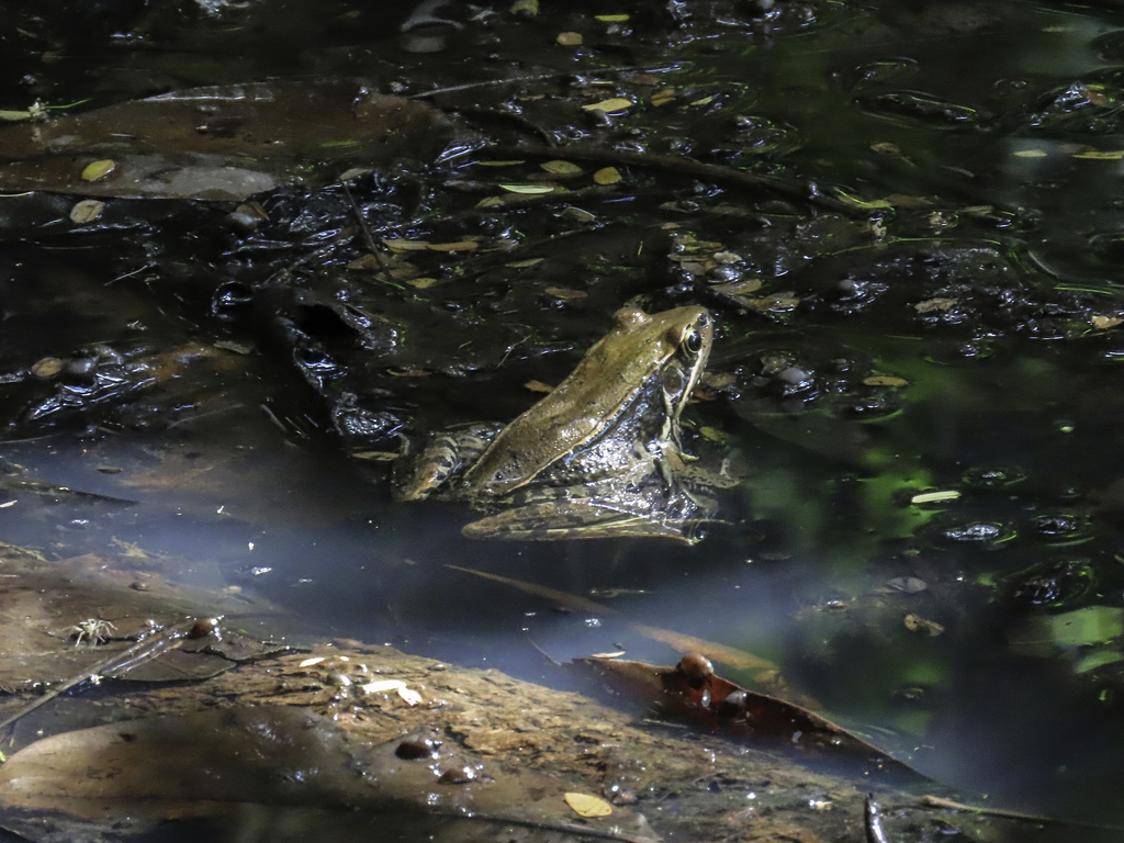 Guenther's Frog from Western Water Catchment, Singapore on June 13 ...