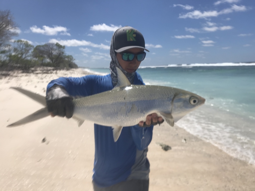 Milkfish (Chanos chanos) - Marine Life Identification