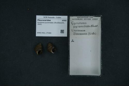 Pyramid Slitshell (Gyrotoma pyramidata) · iNaturalist