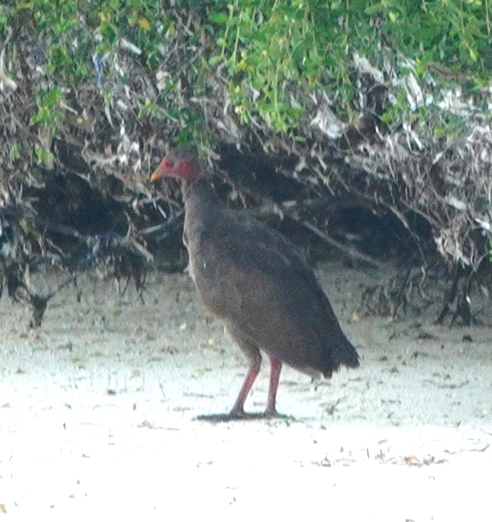 Tanimbar Megapode in October 2023 by desertnaturalist · iNaturalist