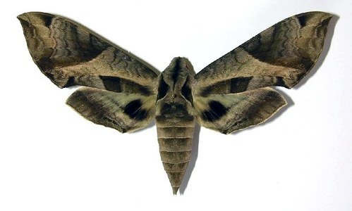 Eumorpha megaeacus · iNaturalist