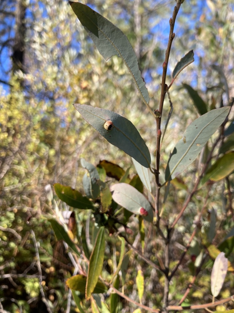 Willow Apple Gall Sawfly from Rogue River-Siskiyou National Forest ...