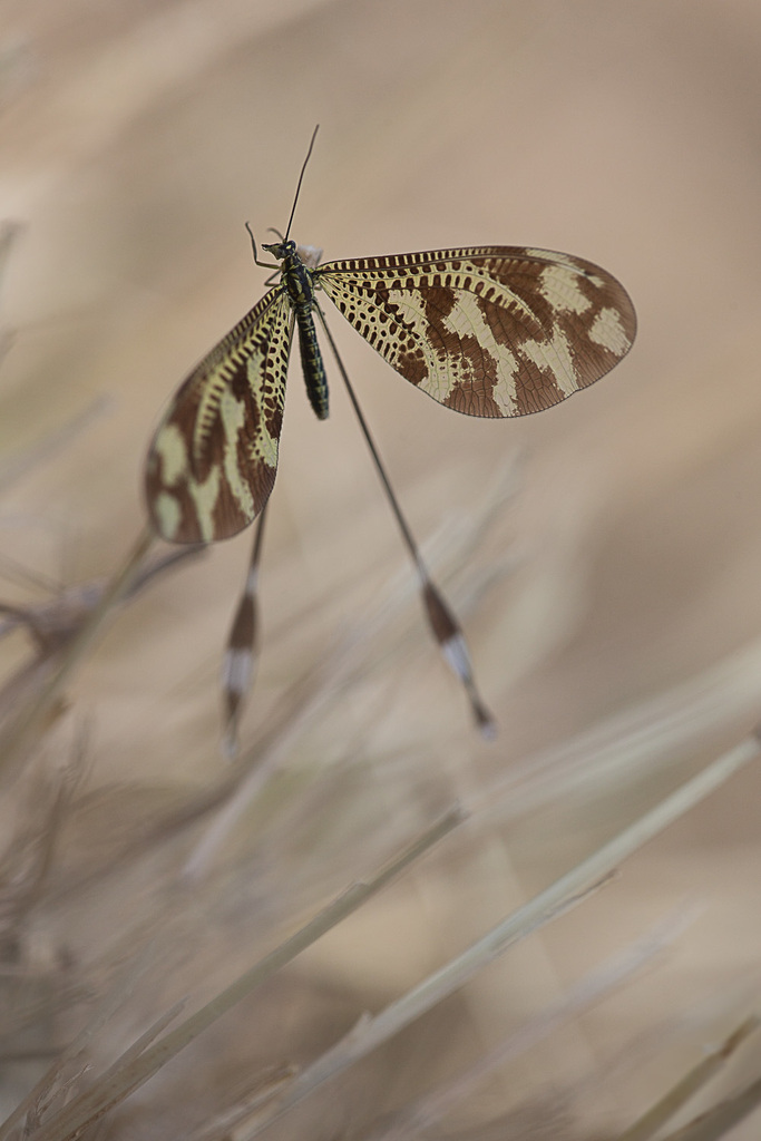 Two-winged Spoonwing from Province de Huelva, Espagne on May 9, 2015 at ...