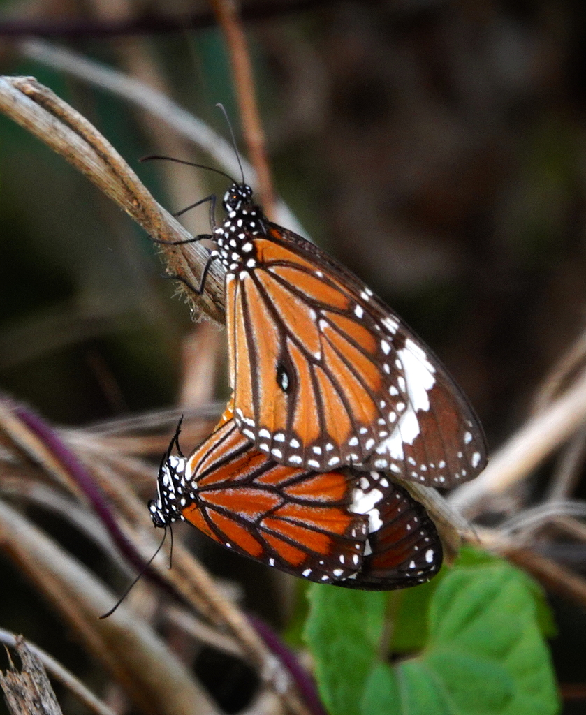 Common Tiger Butterfly from Tanimbar Site 1, Tanimbar Islands, Maluku ...