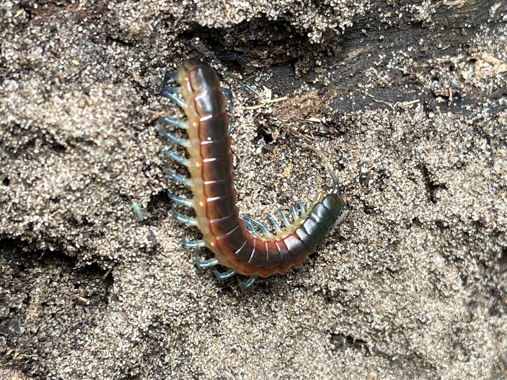 Rhysida afra from iSimangaliso Wetland Park, Mtubatuba, KZN, ZA on ...