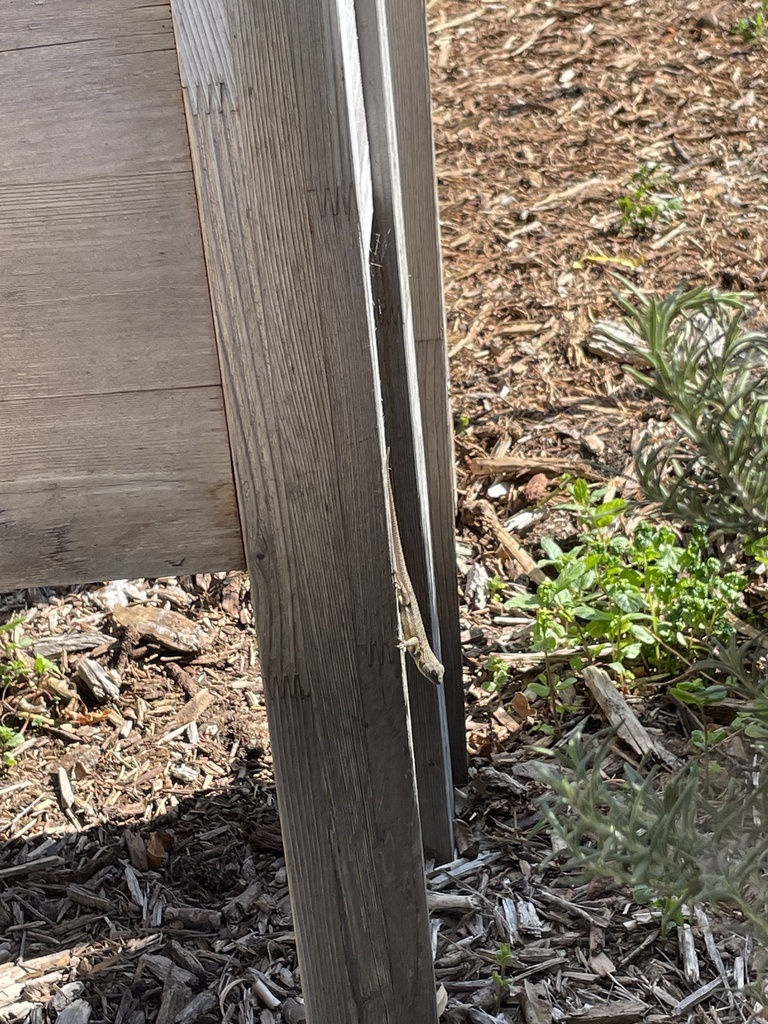 Western Fence Lizard from California State University, Los Angeles, CA ...