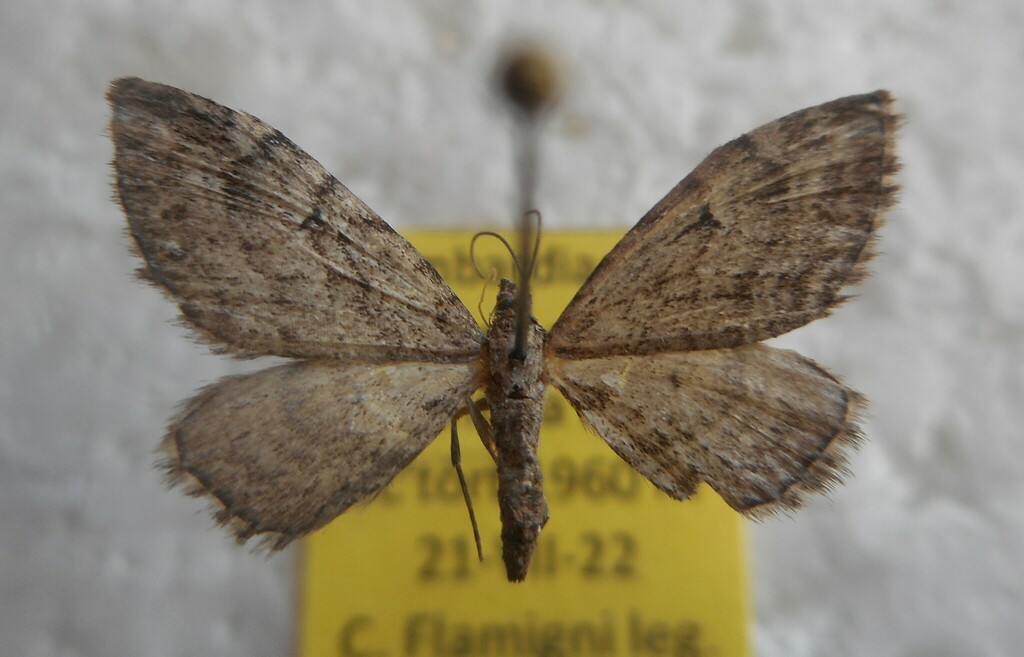 Juniper Pug from Province of Sondrio, Italy on July 22, 2022 at 07:25 ...