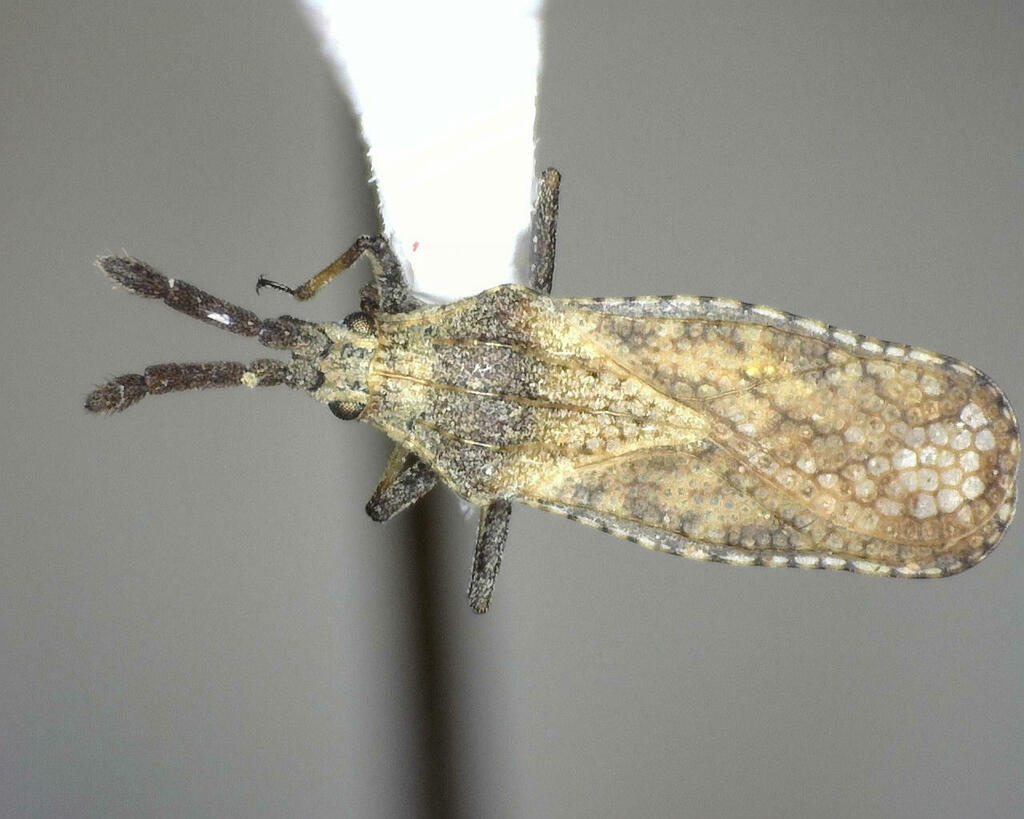Lantana Lace Bug from Kimble County, TX, USA on April 13, 2023 at 11:58 ...