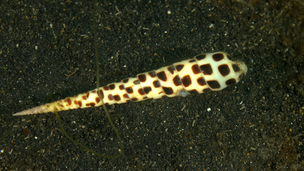 Chocolate Spotted Auger from Lembeh Strait, Indonesia on September 12 ...