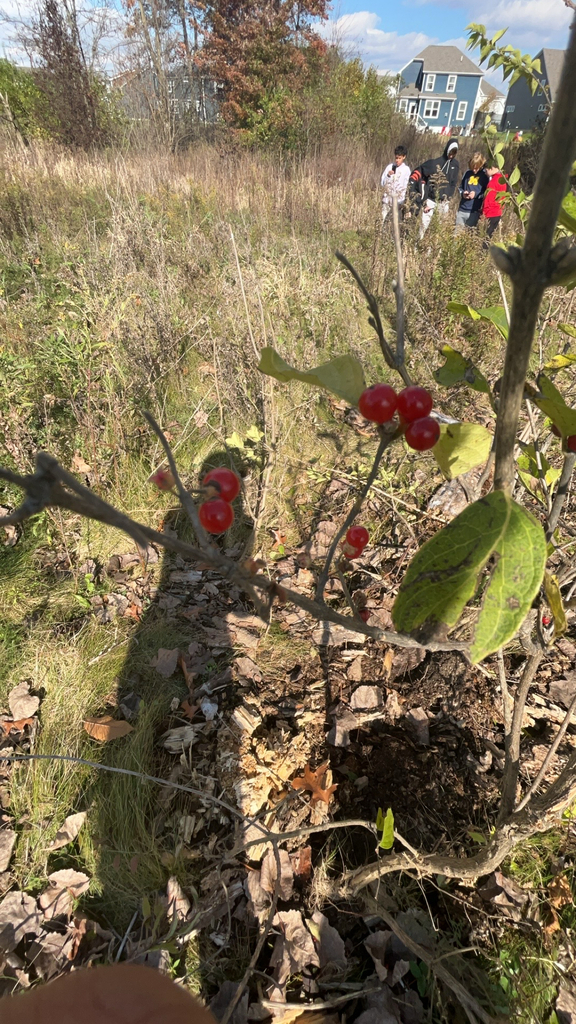 dicots from Powell on October 31, 2023 at 01:32 PM by Josh Flory ...
