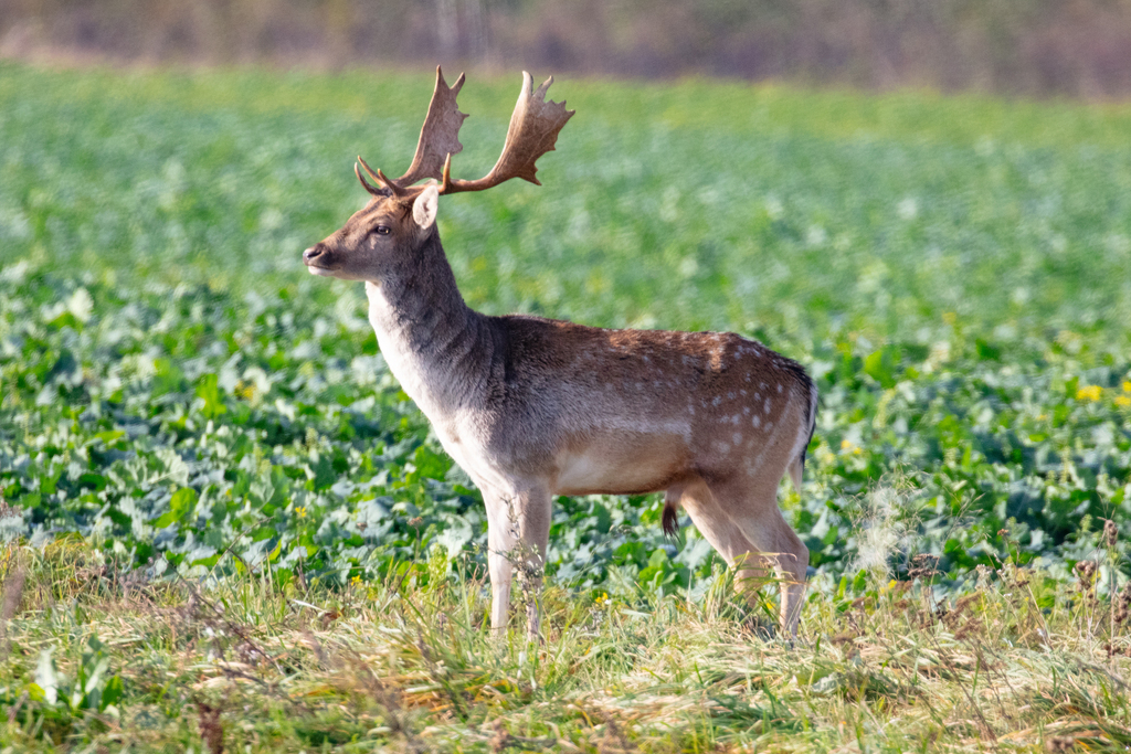 European Fallow Deer from Joniškis District Municipality, Lithuania on ...