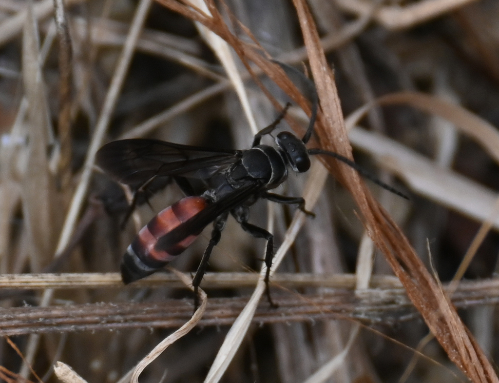 Typical Spider Wasps from Thessalia, Greece on August 9, 2023 at 09:07 ...