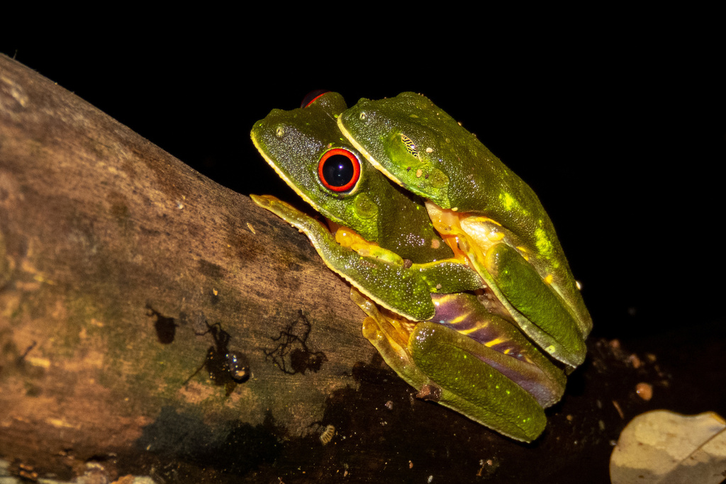 Leaf Frogs from Santa Cruz De Yojoa, Cortés, HN on October 22, 2023 at ...