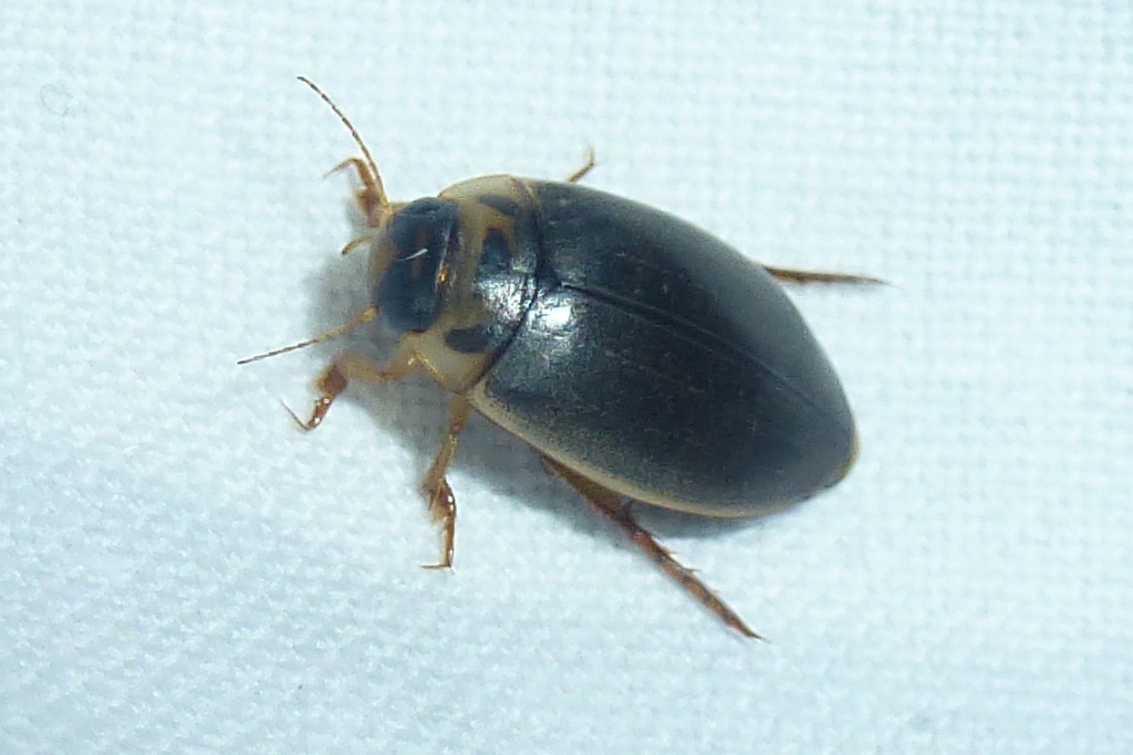 Rhantus frontalis from NSG Kleiner Berg Hohburg, Lossatal, Sachsen ...